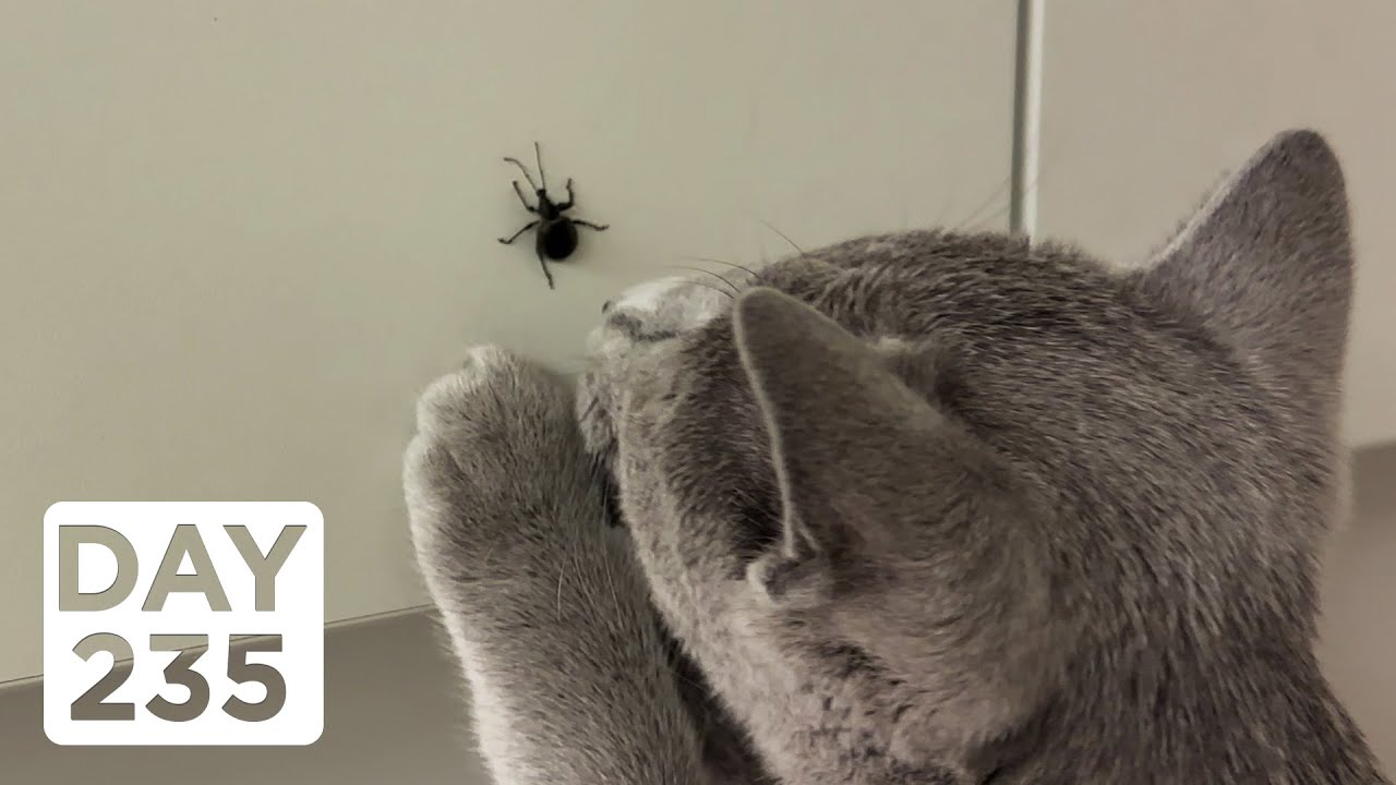 Cat vs. bug 🪳(DAY235) - YouTube