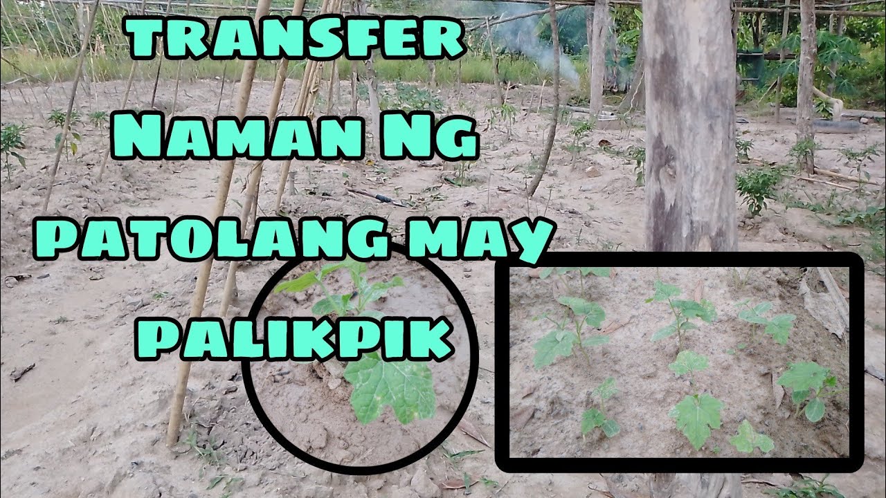 Patolang May Palikpik Naman Ang Aking Tinanim @Analy's Journey - YouTube