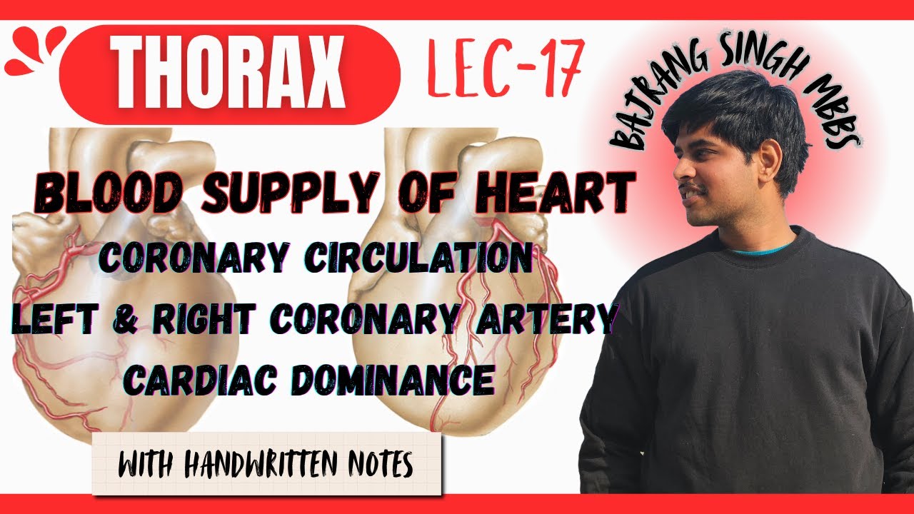Blood supply of heart ll Right & Left Coronary Artery ll Course ...