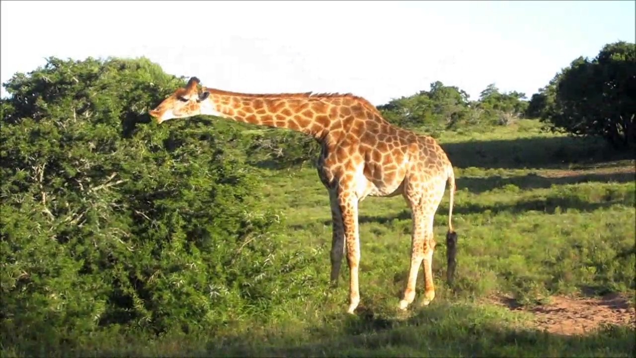 Giraffes - YouTube