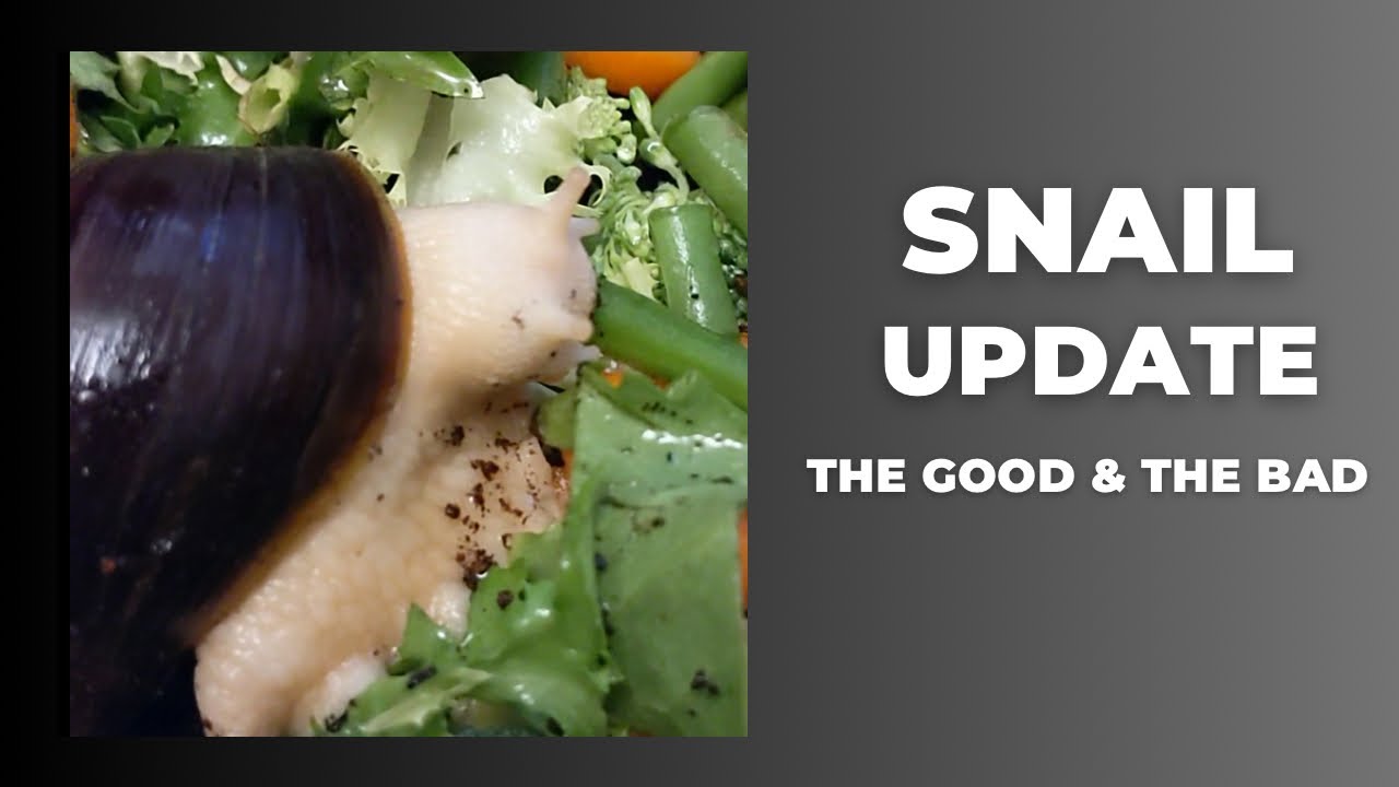 Snail update - the good and the bad - YouTube