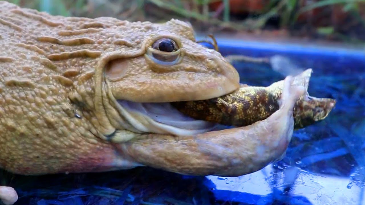 Big Bull Frog Struggle To Eat Lizard!!Lizard Trying To Again With Frog ...