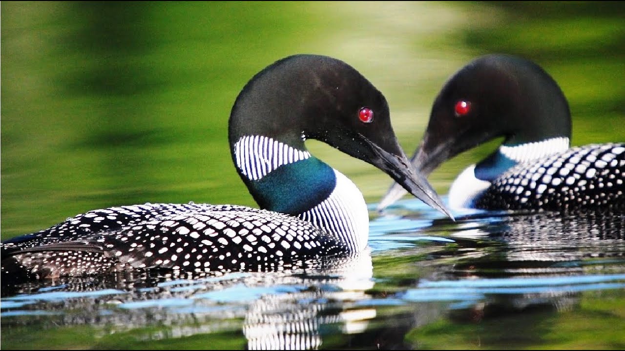 Common Loon | Animal deep life - YouTube