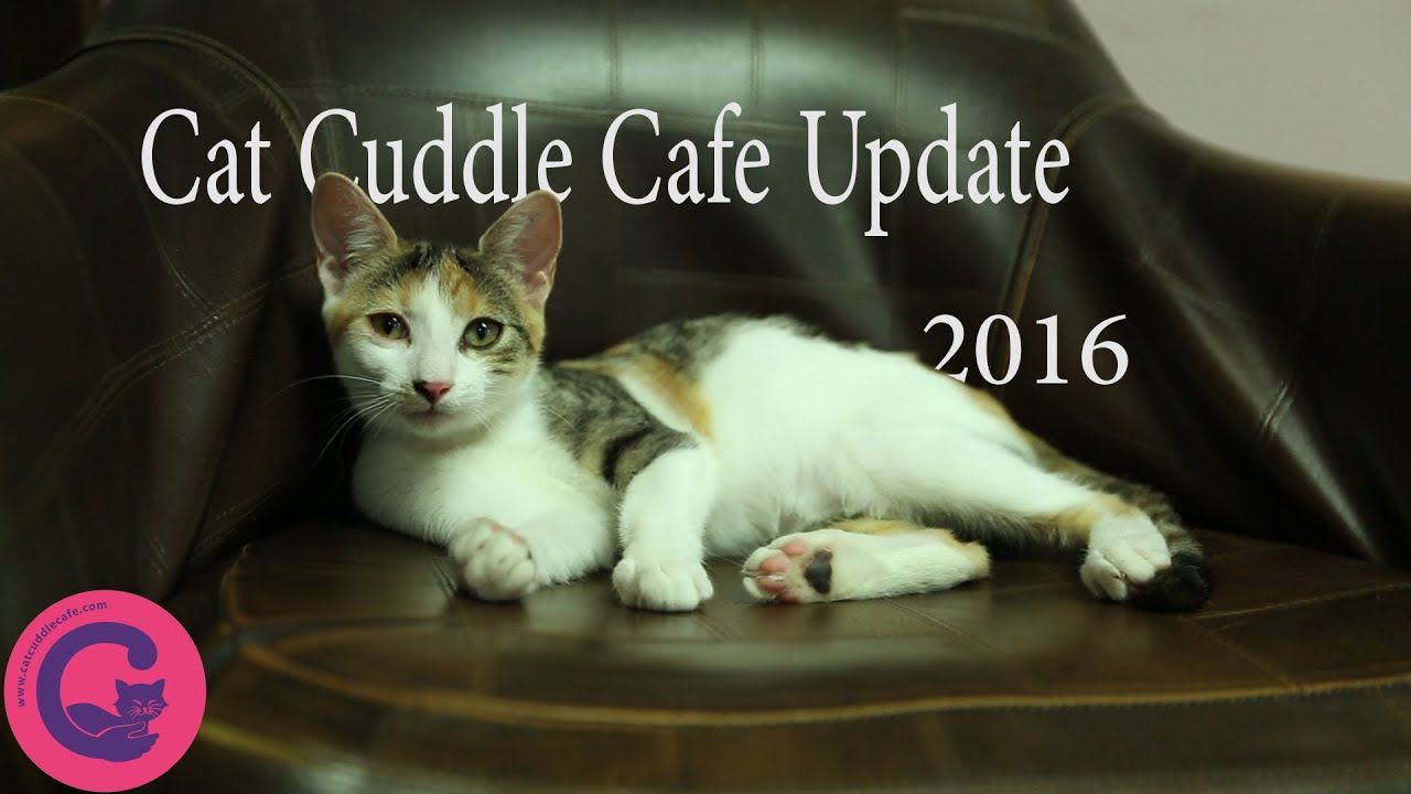 Cat Cuddle Cafe Update 2016 - YouTube