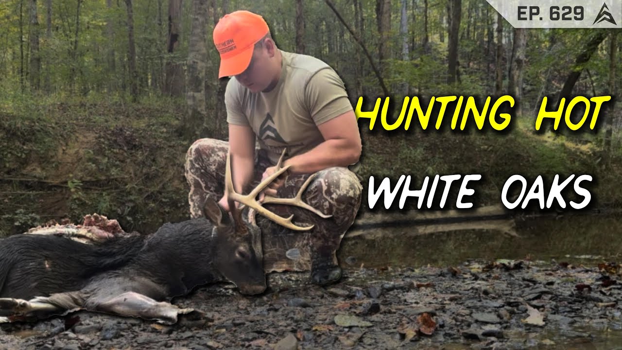 BUCK DOWN! Seeking out the best oak trees to hunt for deer - YouTube