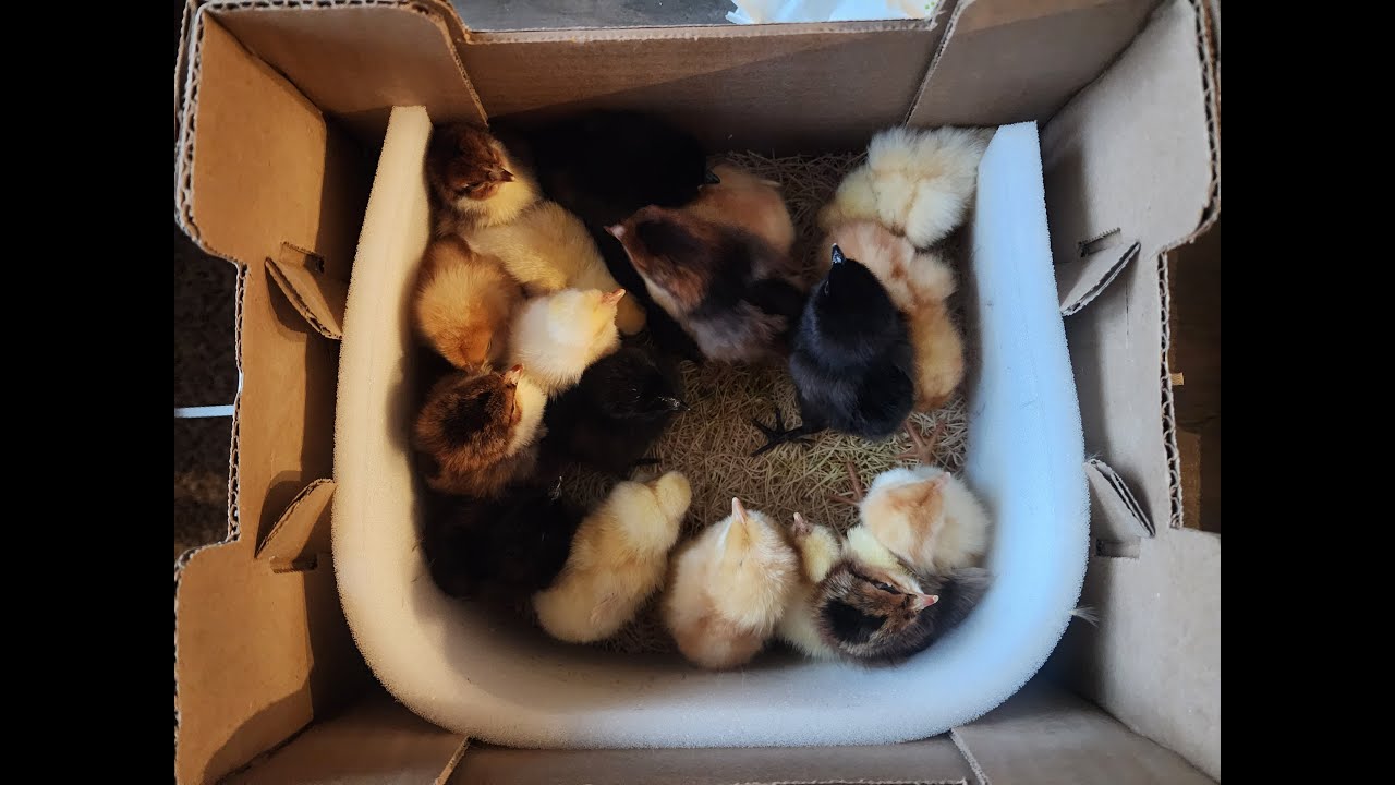 I Ordered Chicks Through the Mail - YouTube