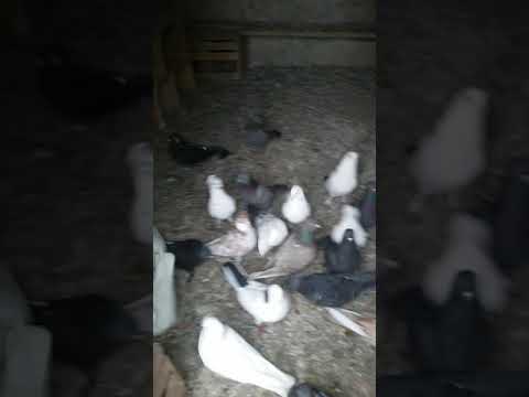 Salam satılır istəyən olsa əlaqə saxlasın 070-747-31-14 boyun güllü boz çil ağ və s