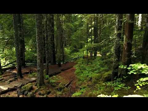 New Nature whatsapp status | forest relaxing | Wonder Nature🌿💦| Amazon Forest | WhatsApp Status