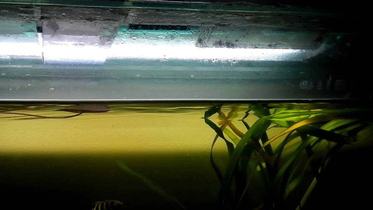 archer fish spitting - YouTube