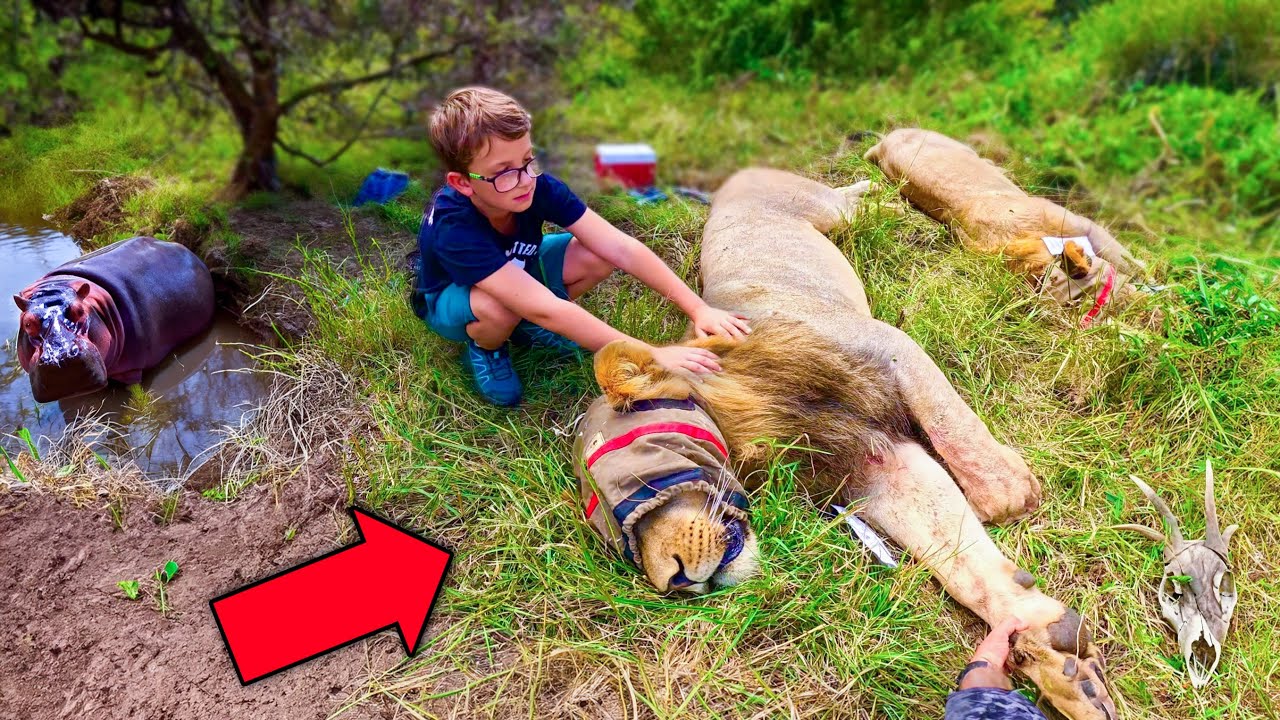 Saving Wild Lions In Africa (Rescue Mission) - YouTube