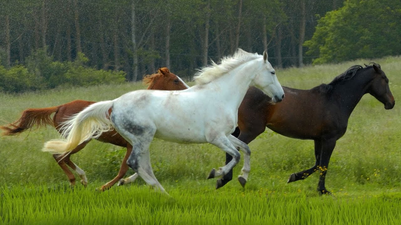 Horse Songs, Sons de Cavalo, Aprenda Mais Sobre Cavalos - Turma da Vez ...