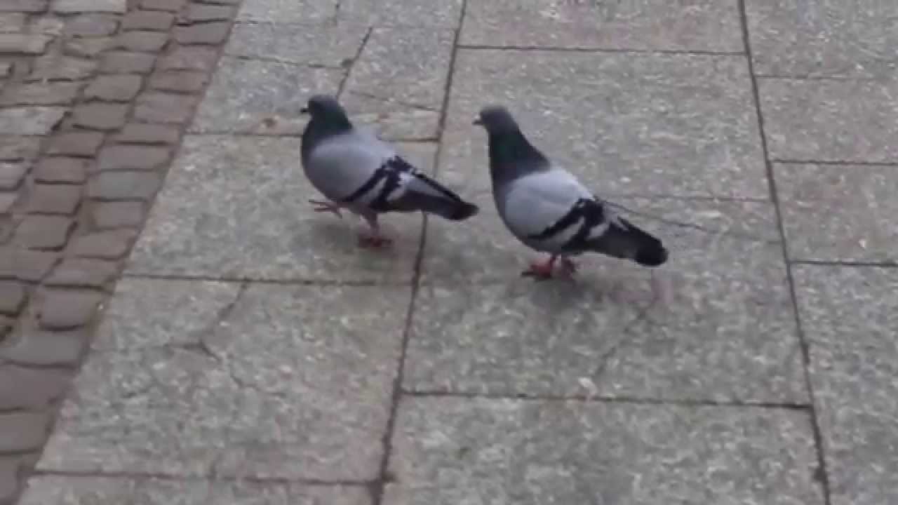 Pigeon rave - YouTube