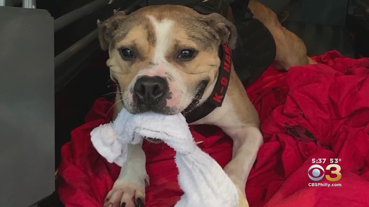 Pit Bull Rescued From Dog Fighting Ring Makes History In New Jersey ...