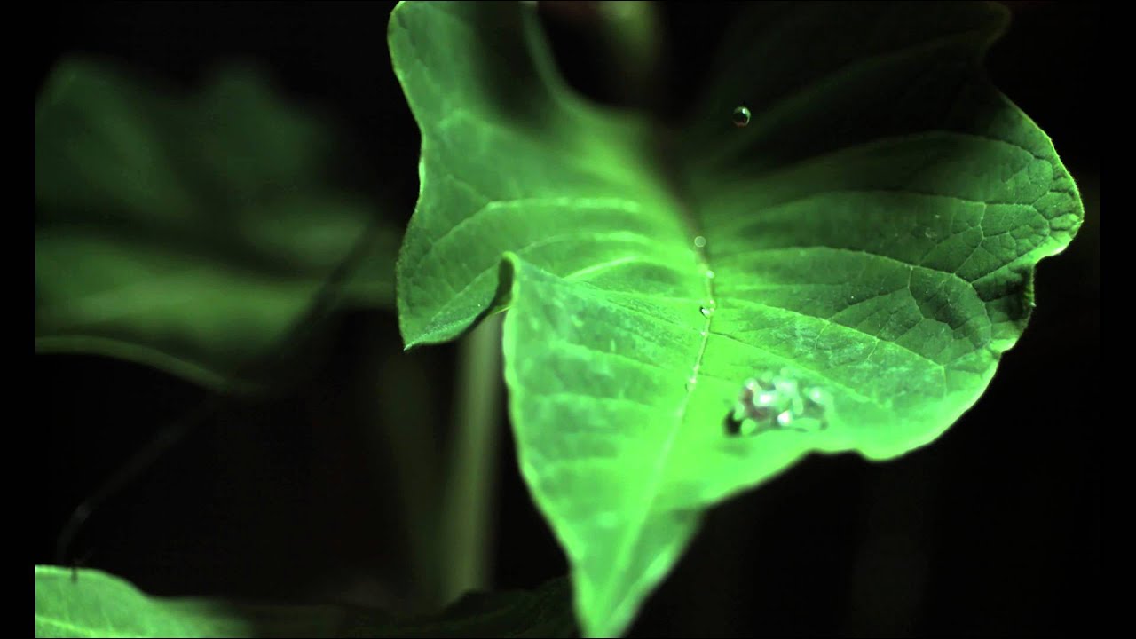 Water Droplet on a Leaf using an IDT Os10-4K High Speed Slow Motion ...