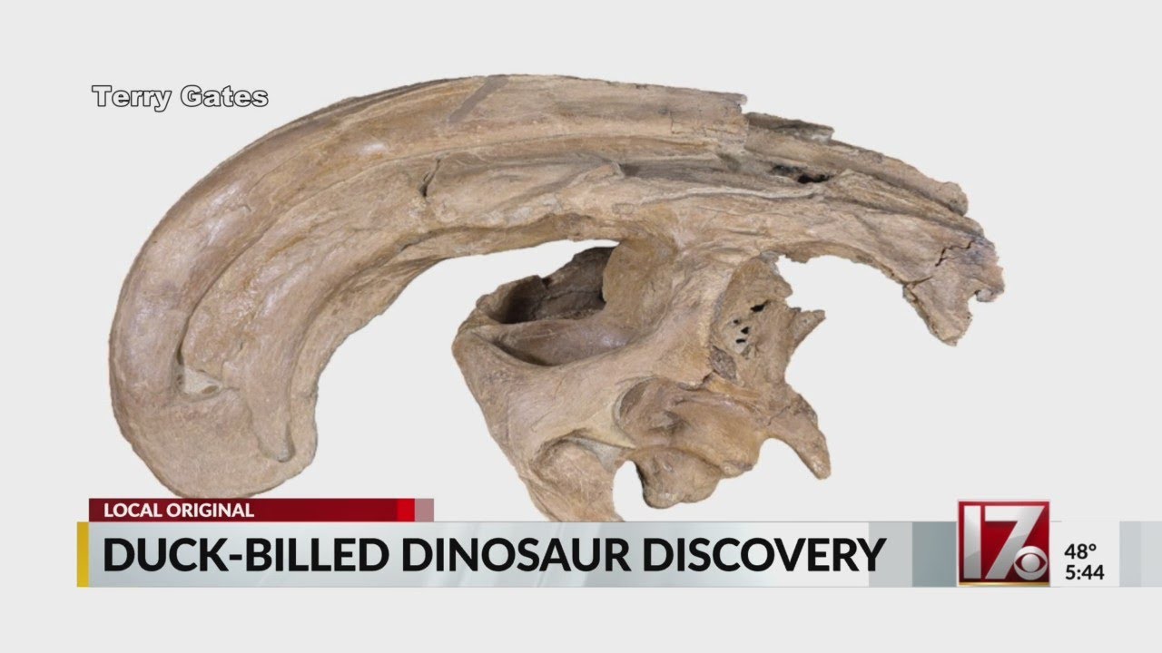 NC State paleontologist helps find rare fully intact parasaurolophus ...