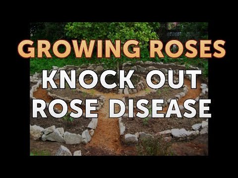 Knock Out Rose Disease - YouTube
