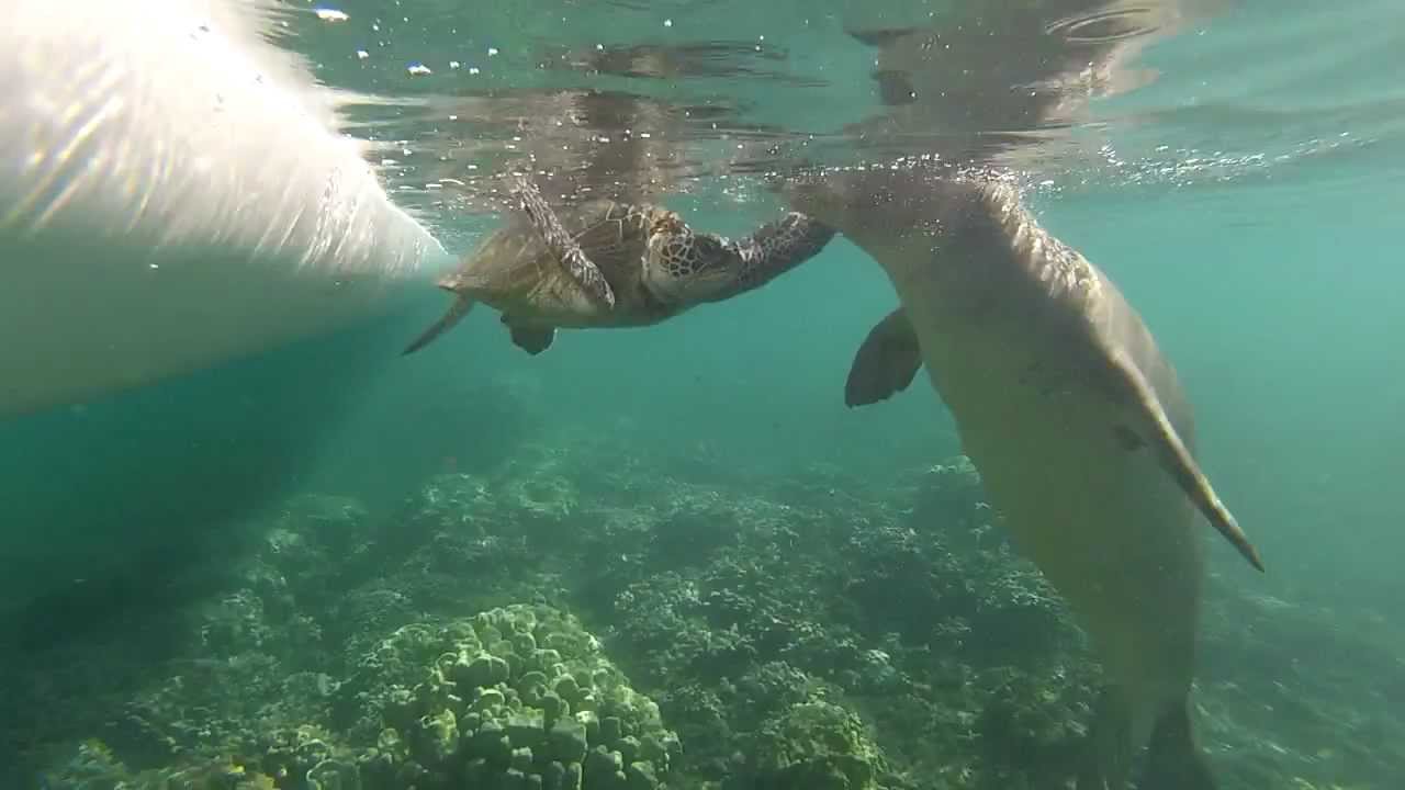 Rare Hawaiian Monk Seals Interacting with Green Sea Turtle. Never seen ...