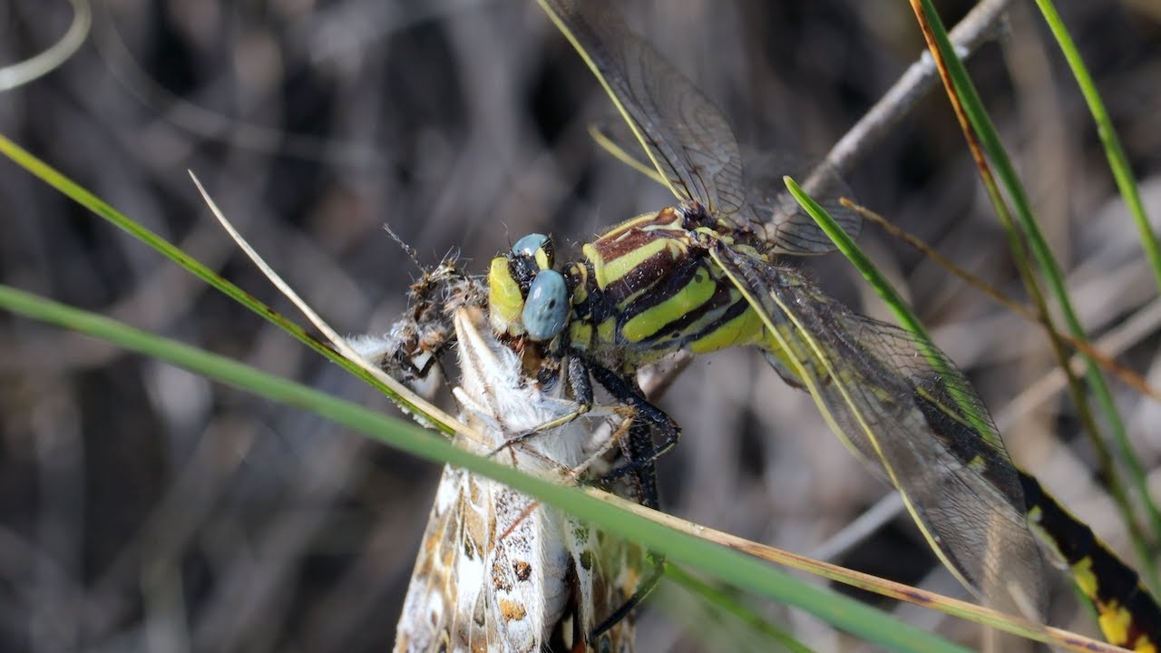 "Plains Clubtail Dragonfly" eating a butterfly - YouTube