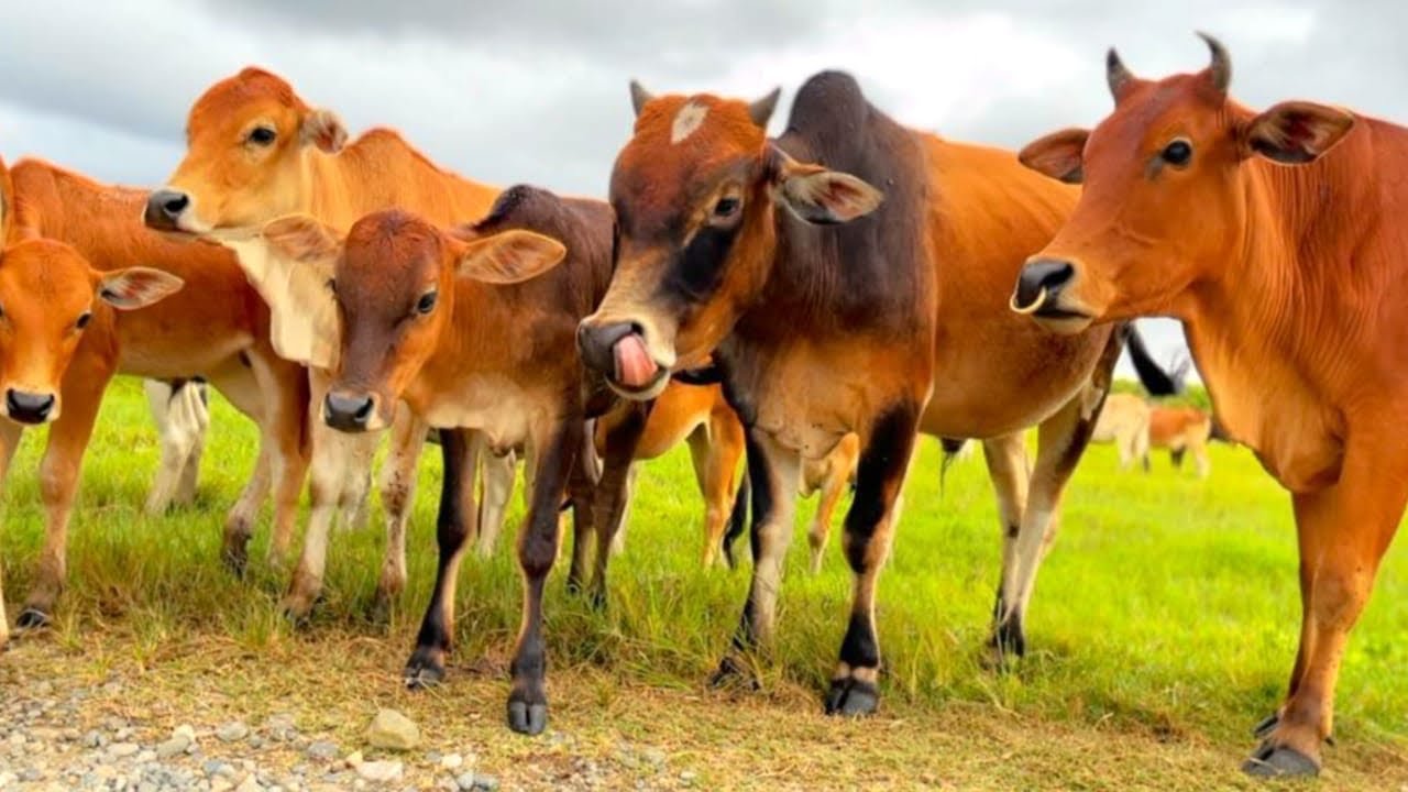Cows mooing videos | Cute and funny little cow playing, jumping in park ...
