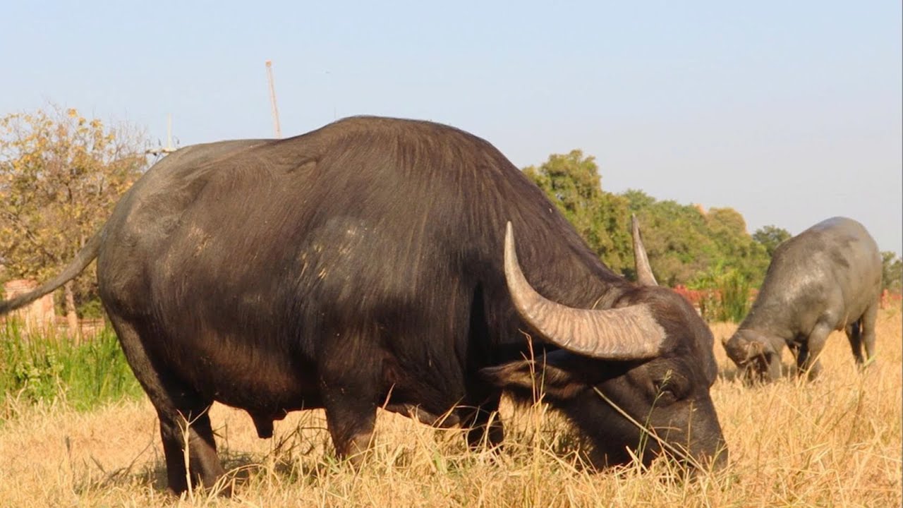 Giant buffaloes and cows graze on vast grasslands- Buffaloes and cows ...
