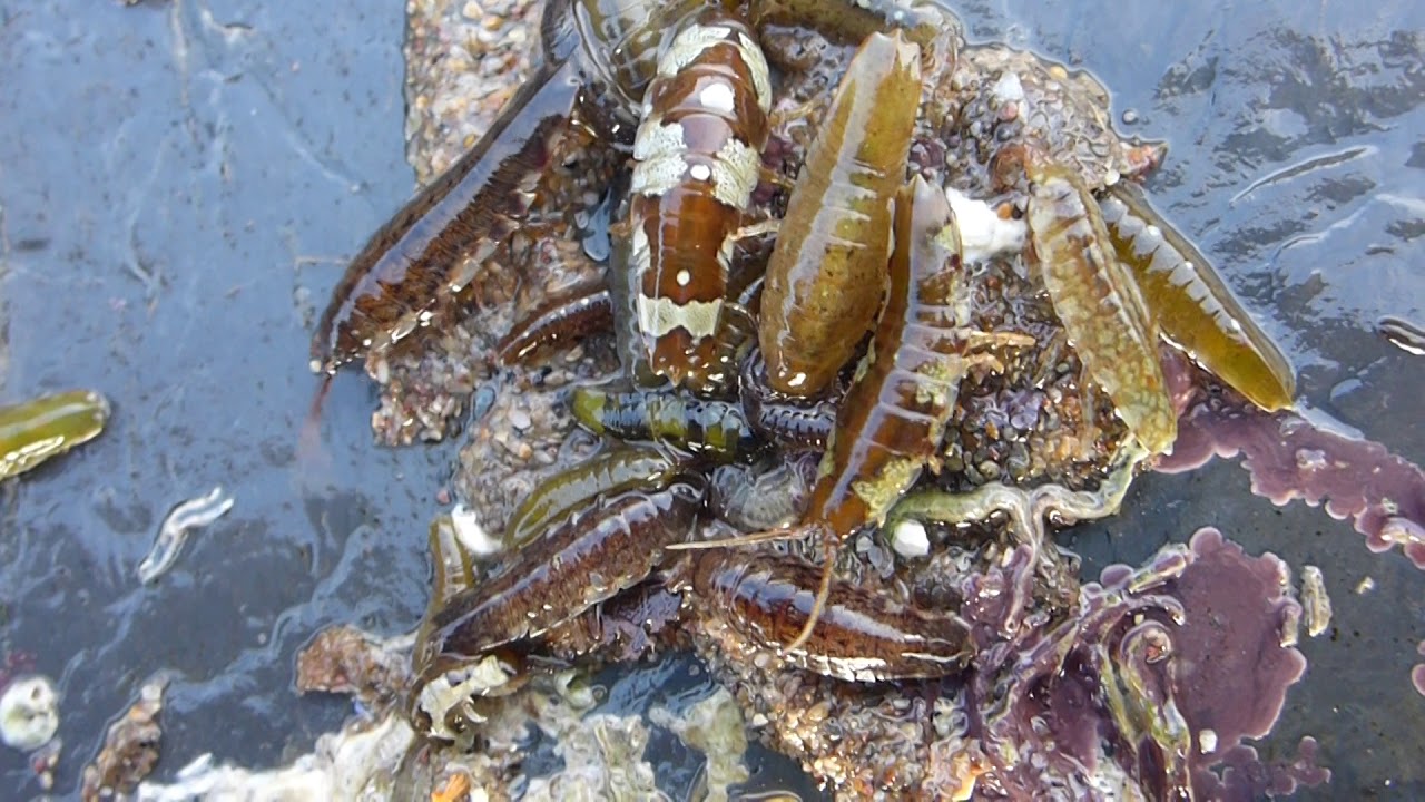 Idotea balthica -an isopod, Torquay. - YouTube