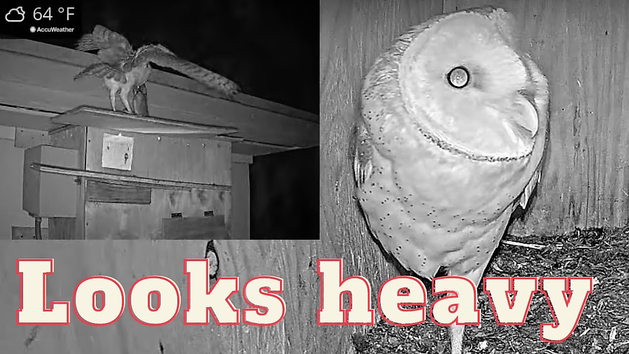 Owl nestling "eats out": Barn owl fledgling eats large muskrat on the ...