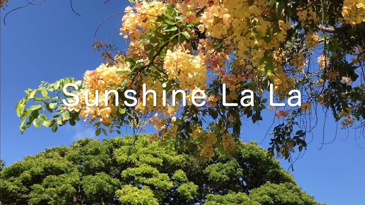 Sunshine La La - YouTube