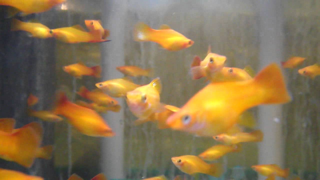 5cm Golden Swordtail - YouTube