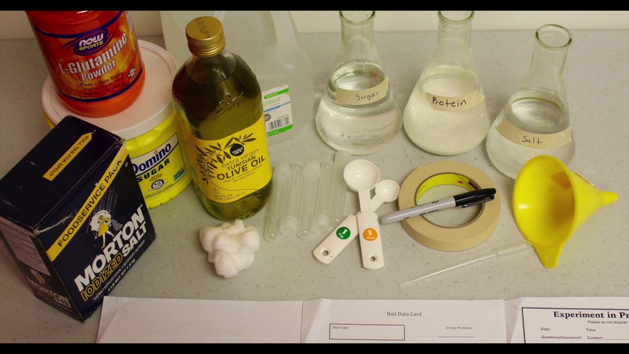 Become a citizen scientist with Ant Picnic on SciStarter - YouTube