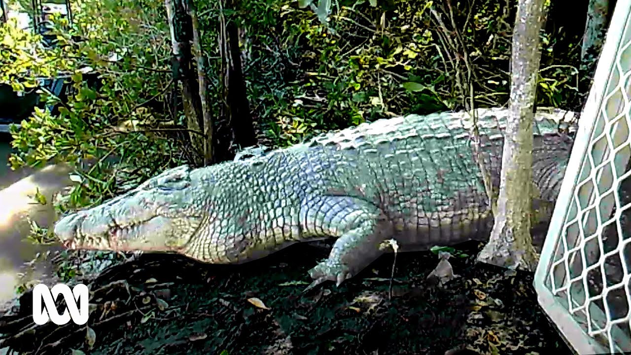 Trapping and tracking crocodiles near Airlie Beach | ABC Australia ...