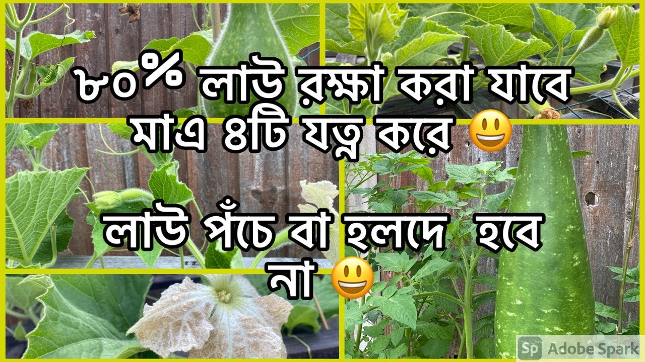 An update of my bottle gourd/lau plants and my tips on how to take care ...