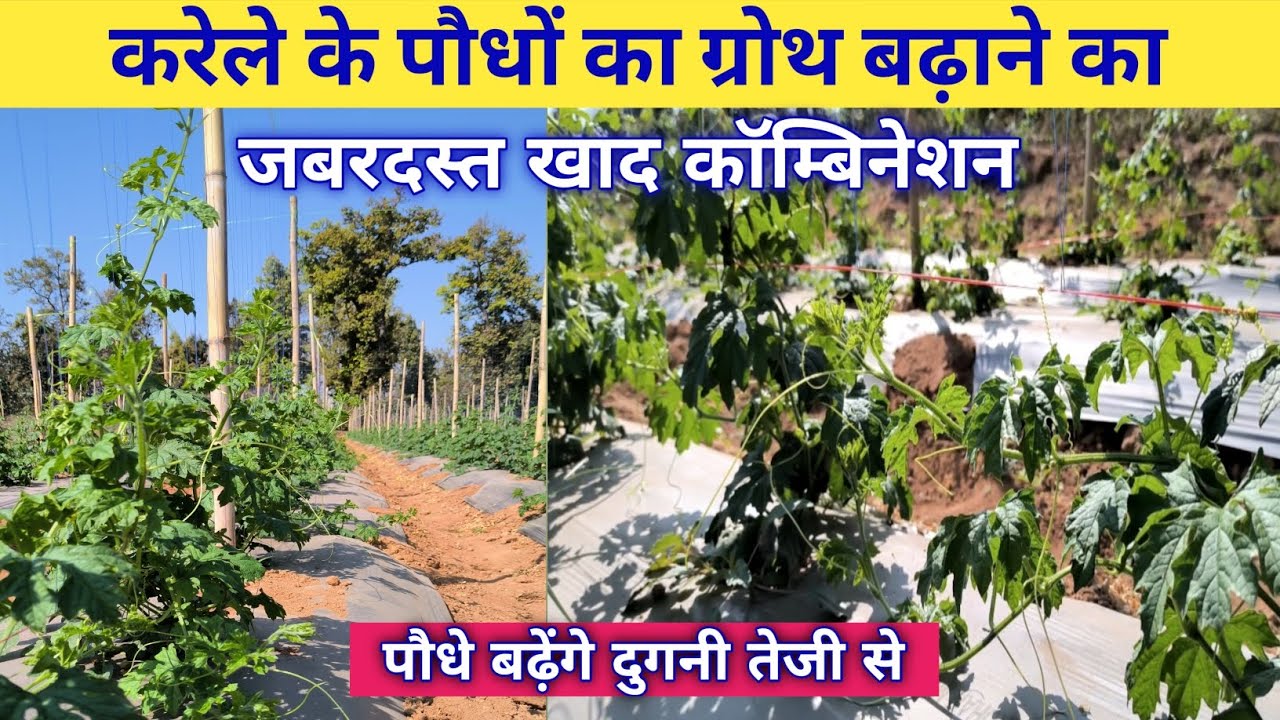 करेले के पौधे 🌱 के ग्रोथ के लिए जबरदस्त 👌 खाद कॉम्बिनेशन 😱 | Karela ki ...