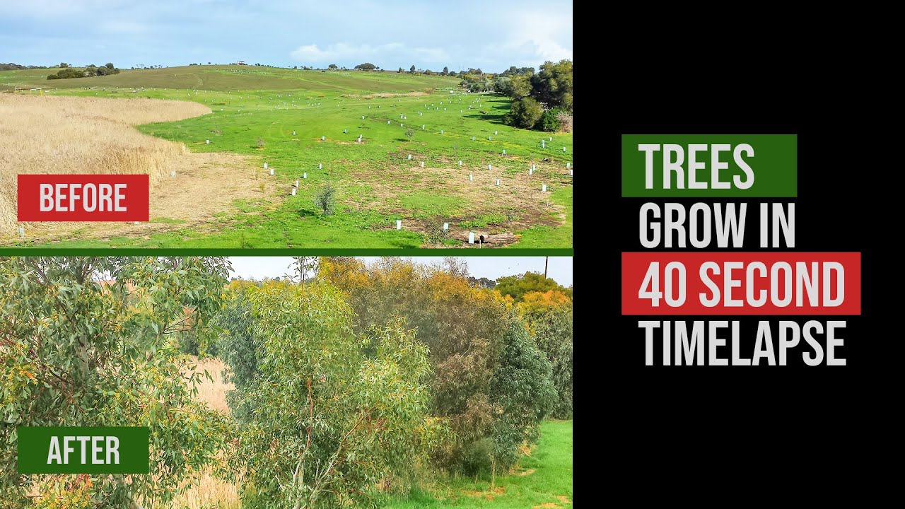 Watch trees grow in 40 seconds! A 6.5 year timelapse! - YouTube