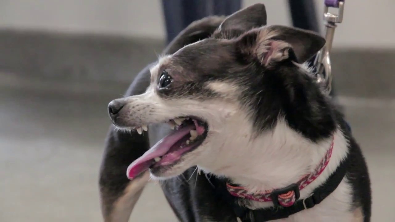Petwise Vet Questions - YouTube