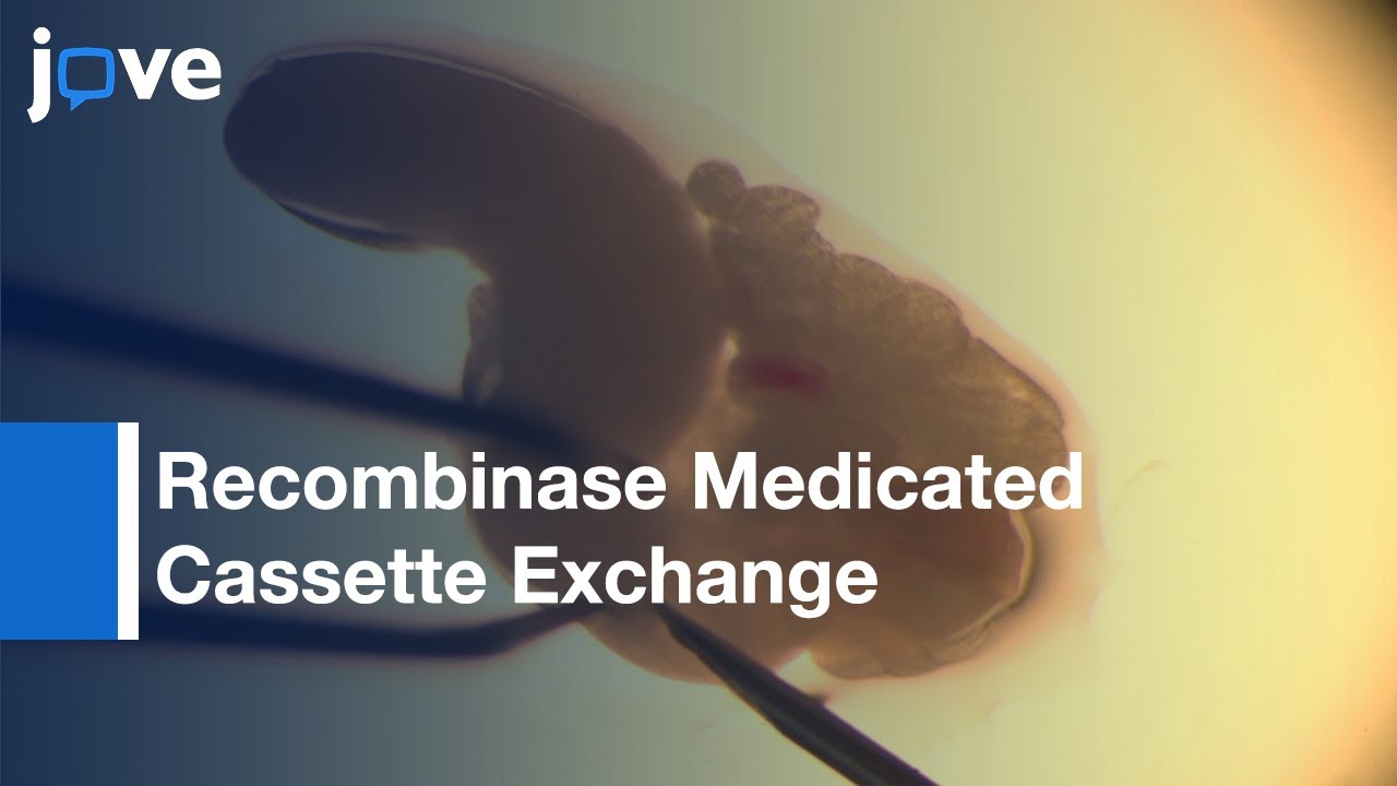 Recombinase Medicated Cassette Exchange for Structure-Function Studies ...