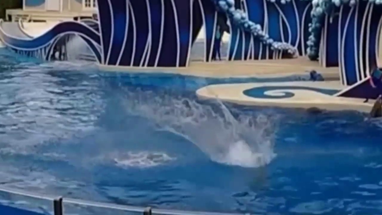 Slow motion dolphin flip - YouTube