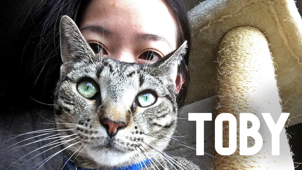 58 | My Cat Toby Passes Away - YouTube