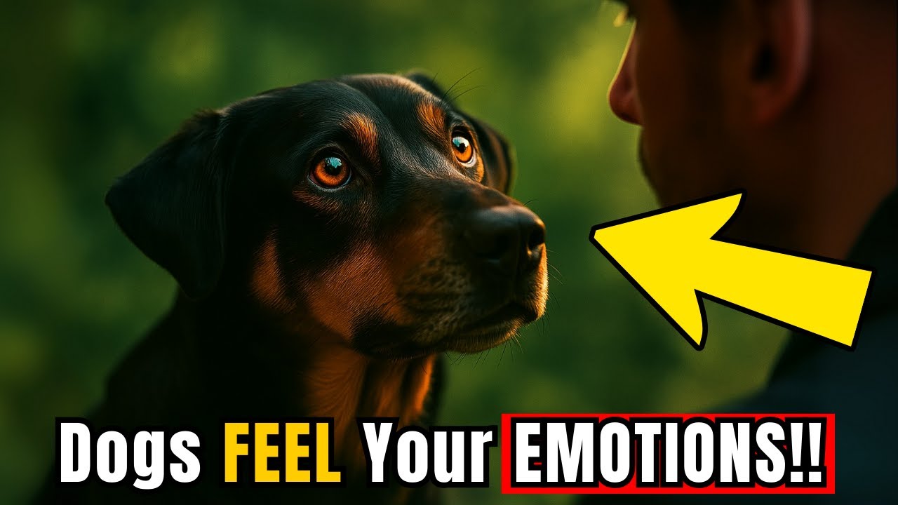 7 Incredible Ways Dogs Feel Your Emotions ️ - YouTube