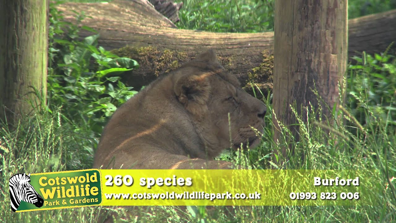Cotswold Wildlife Park & Gardens - YouTube
