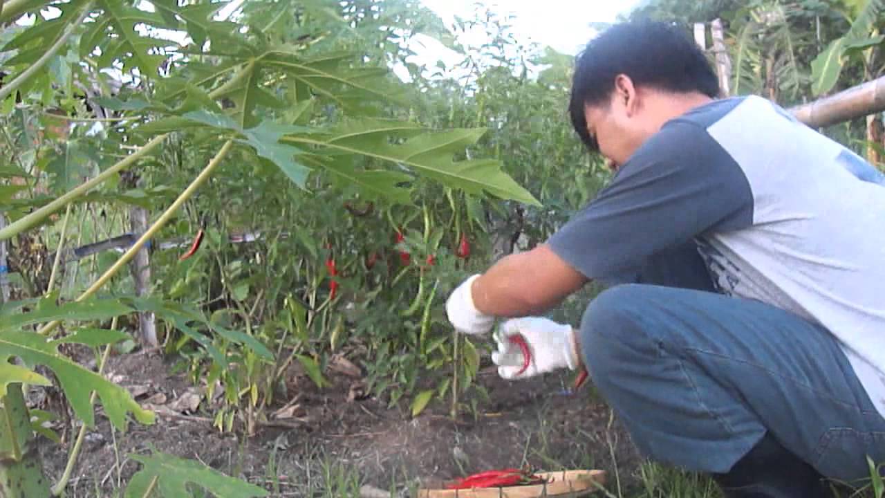 Katumbal sa Likod Balay - YouTube