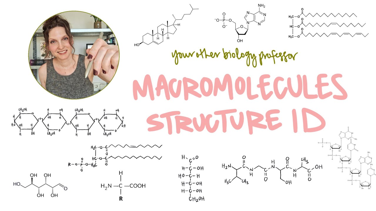 How to Identify Macromolecules (Biomolecules) - YouTube