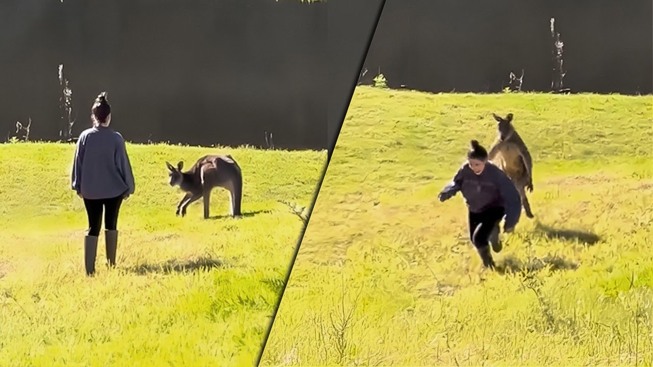 Animals vs Humans: Who Wins? - YouTube