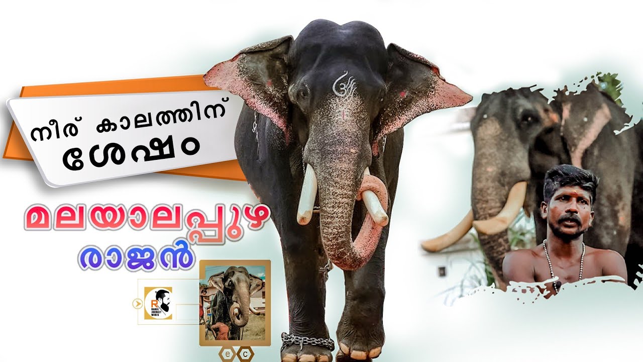 മലയാലപ്പുഴ രാജൻ നീര് കാലത്തിനു ശേഷം / MALAYALAPUZHA RAJAN / ELEPHANT ...