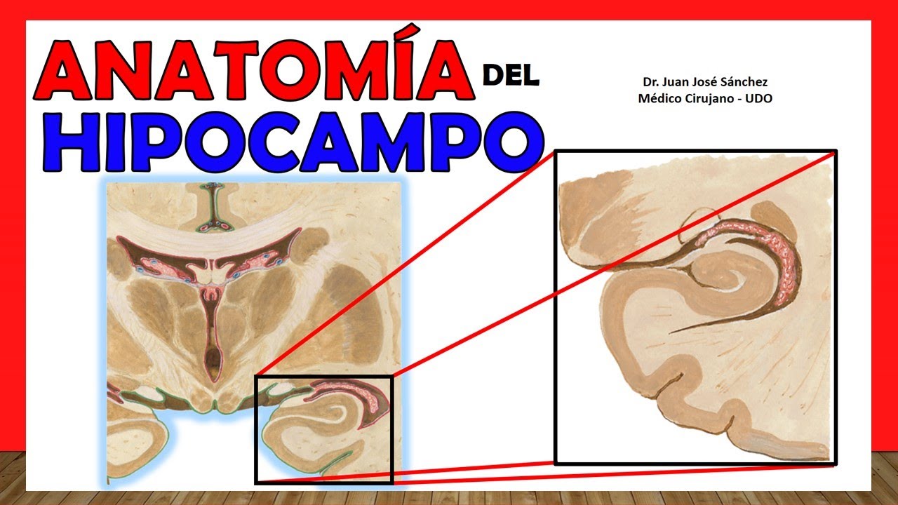 Anatomía Del Hipocampo