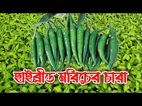 কোকপিটের উৎপাদিত মরিচের চারা কেনও রোপন করবো? Morich Chara একে এগ্রো ...