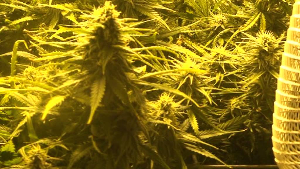 1st scrogg update at 5 weeks into flower and a peek at my next 2 ...