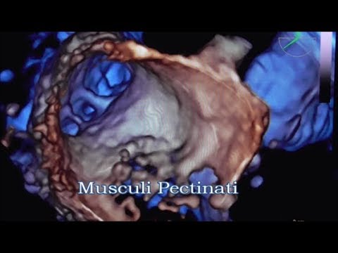 Musculi Pectinati - YouTube
