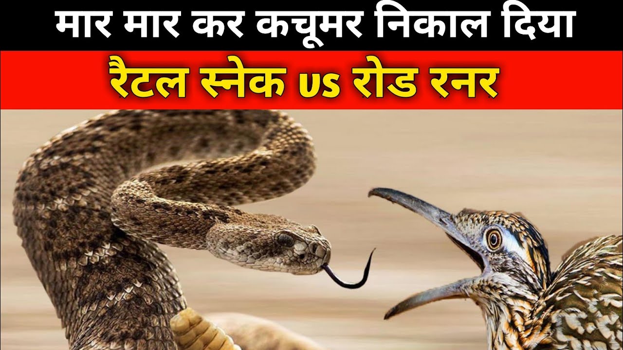 मार मार कर कचूमर निकाल दिया। Rattle Snake vs Road Runner। उड़ने वाले ...