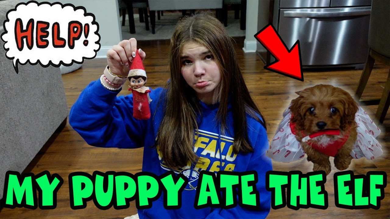 MY PUPPY ATE THE ELF ON THE SHELF! - YouTube
