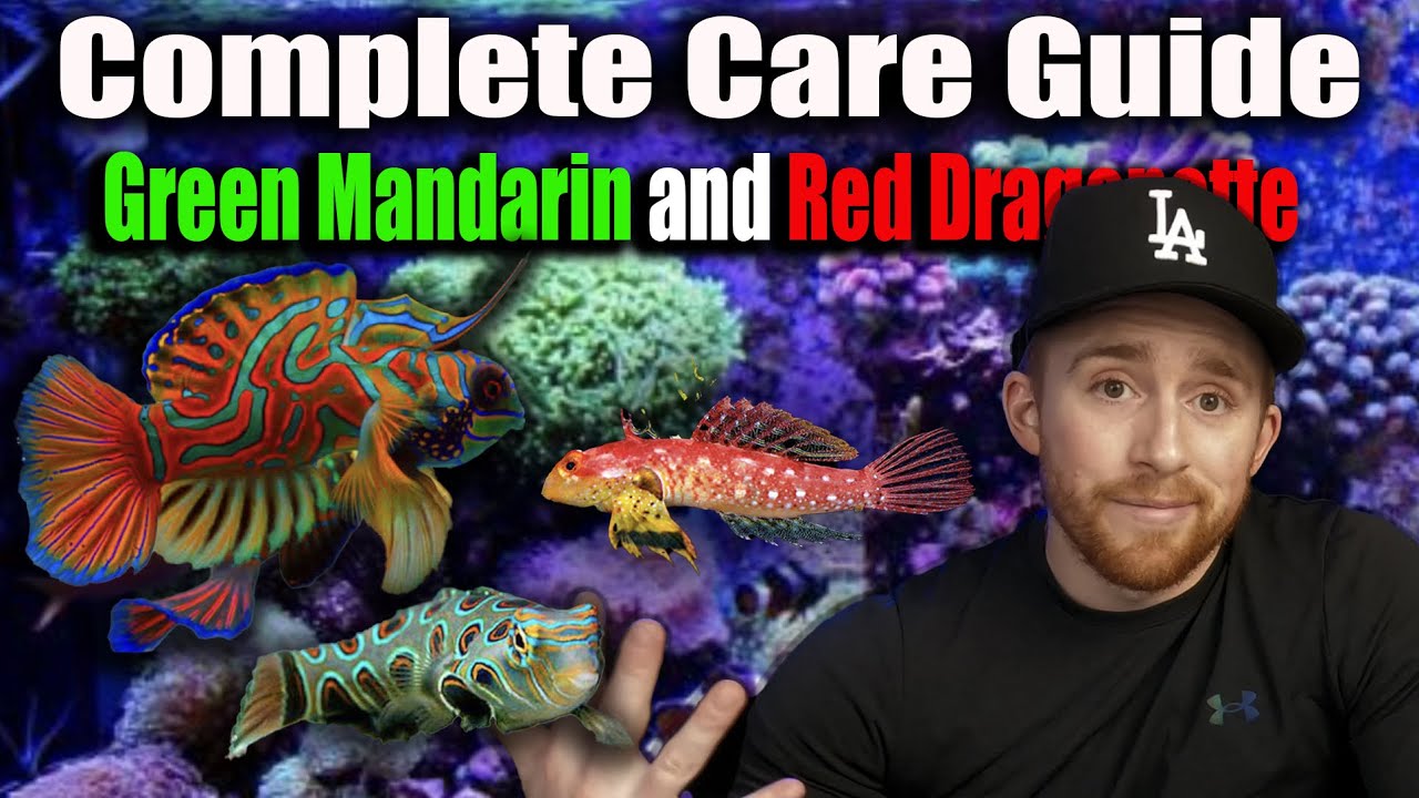 How to Care for Green Mandarin and Ruby Red Dragonette: Complete Guide ...